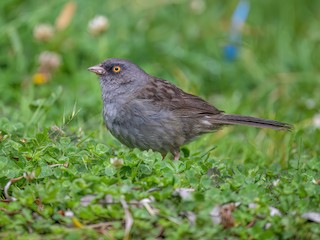 Volcano Junco - Junco vulcani - Birds of the World