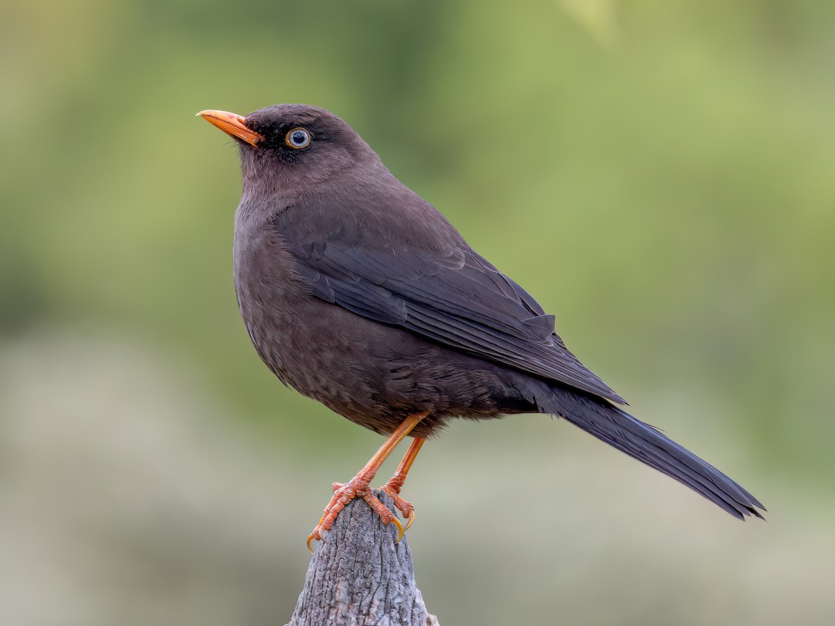Sooty Thrush - Turdus nigrescens - Birds of the World