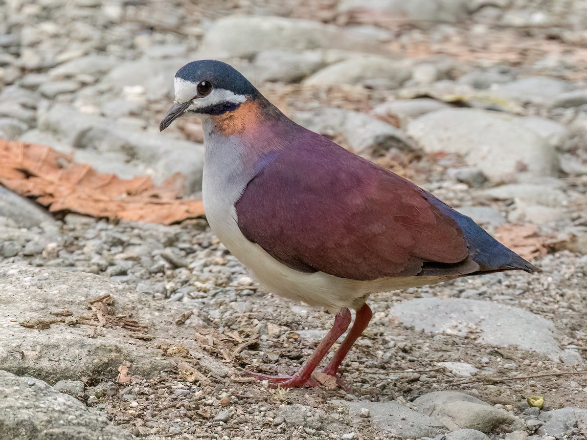 Purple Quail-Dove - Geotrygon purpurata - Birds of the World