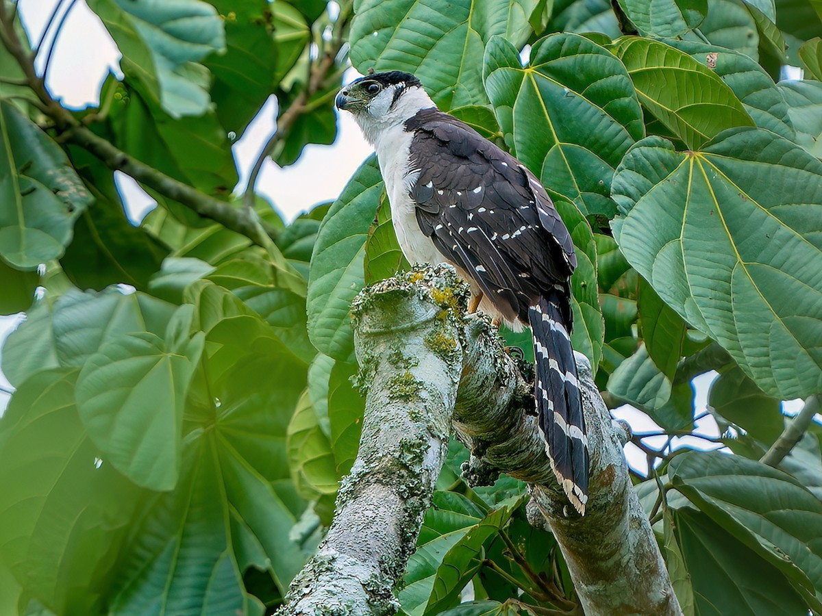 Buckley's Forest-Falcon - Micrastur buckleyi - Birds of the World