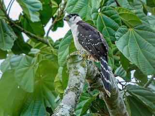 Buckley's Forest-Falcon - Micrastur buckleyi - Birds of the World