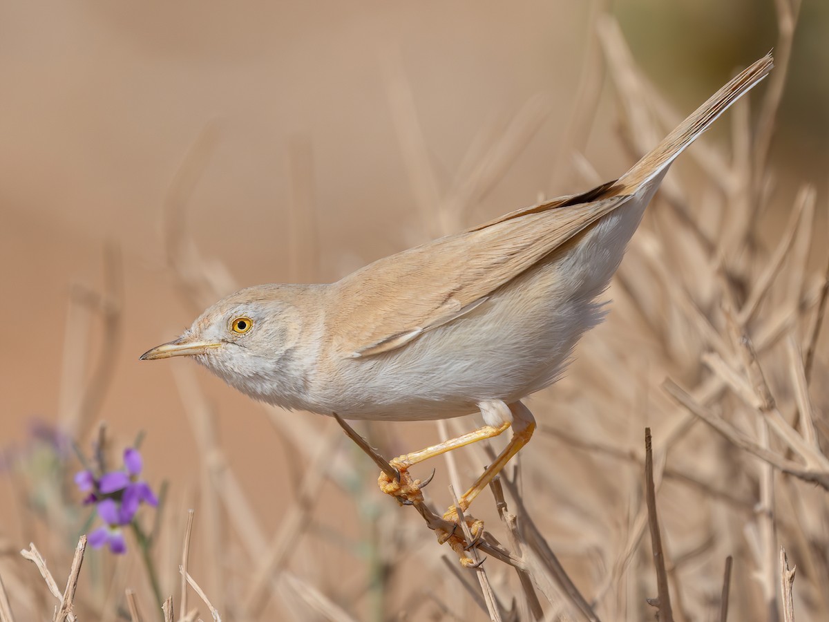 Sahara Desert Birds