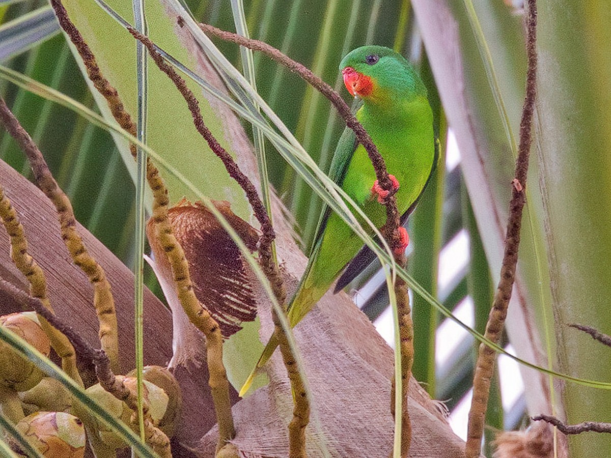 Red-chinned Lorikeet - Vini rubrigularis - Birds of the World