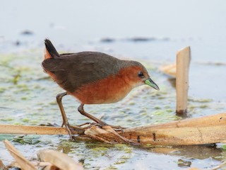 Rusty-flanked Crake - Laterallus levraudi - Birds of the World