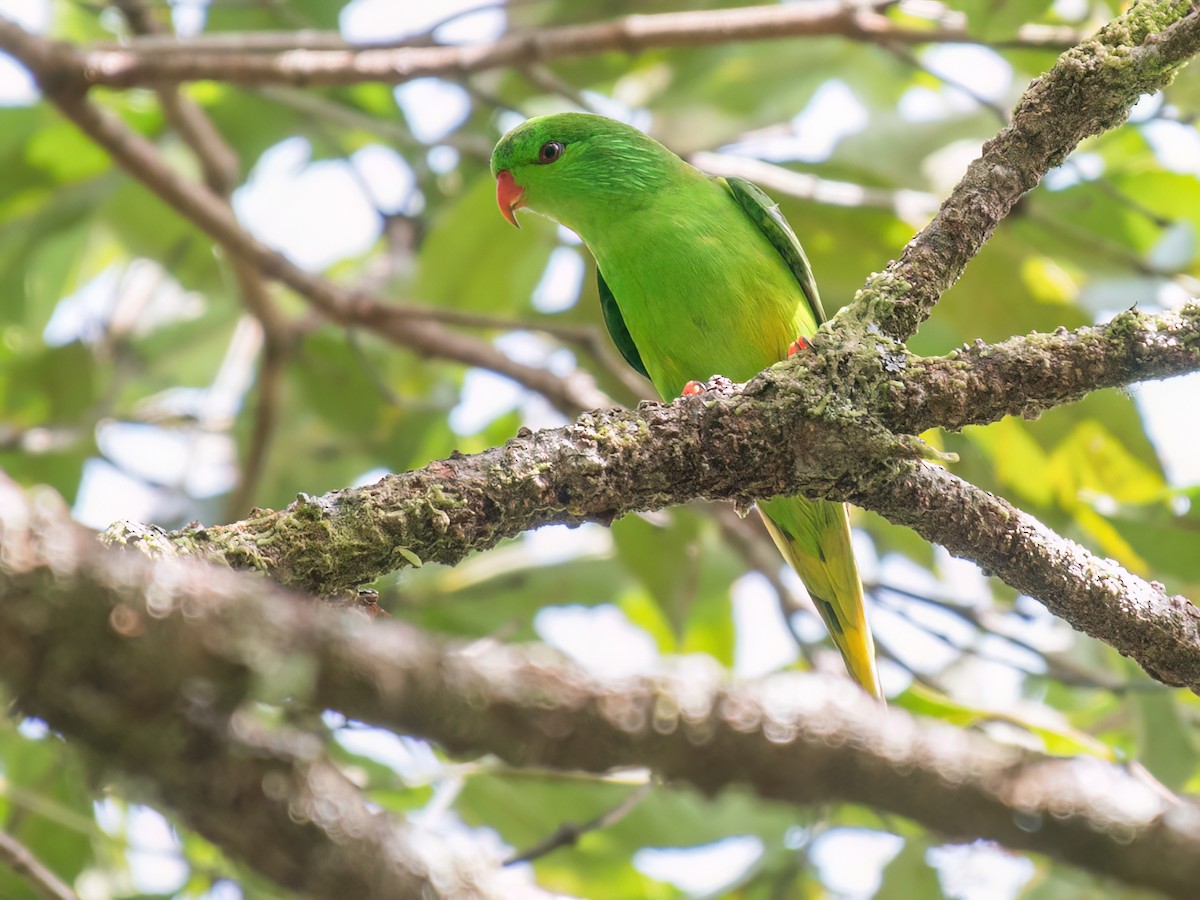 Meek's Lorikeet - Vini meeki - Birds of the World
