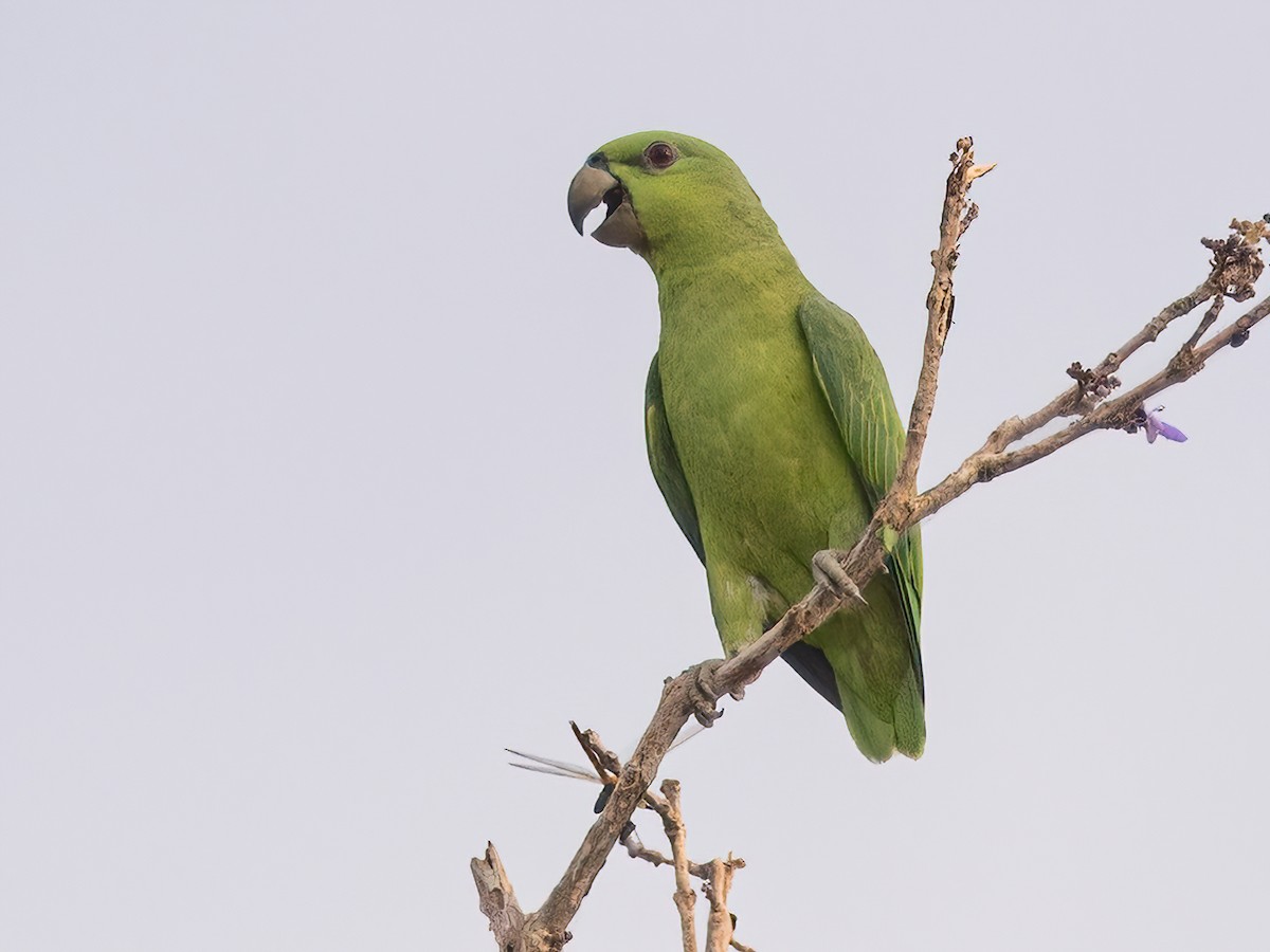 Short-tailed Parrot - Graydidascalus brachyurus - Birds of the World