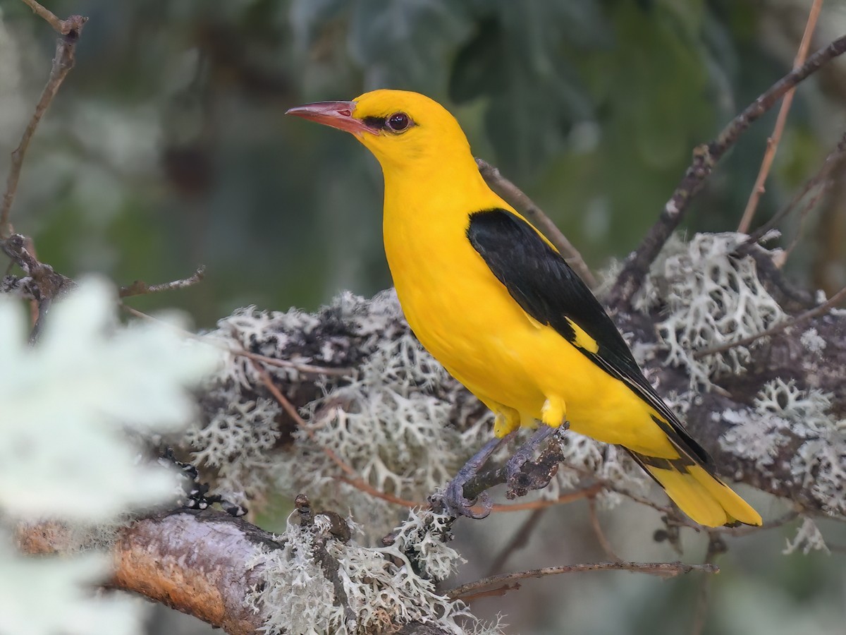 Eurasian Golden Oriole - Oriolus oriolus - Birds of the World