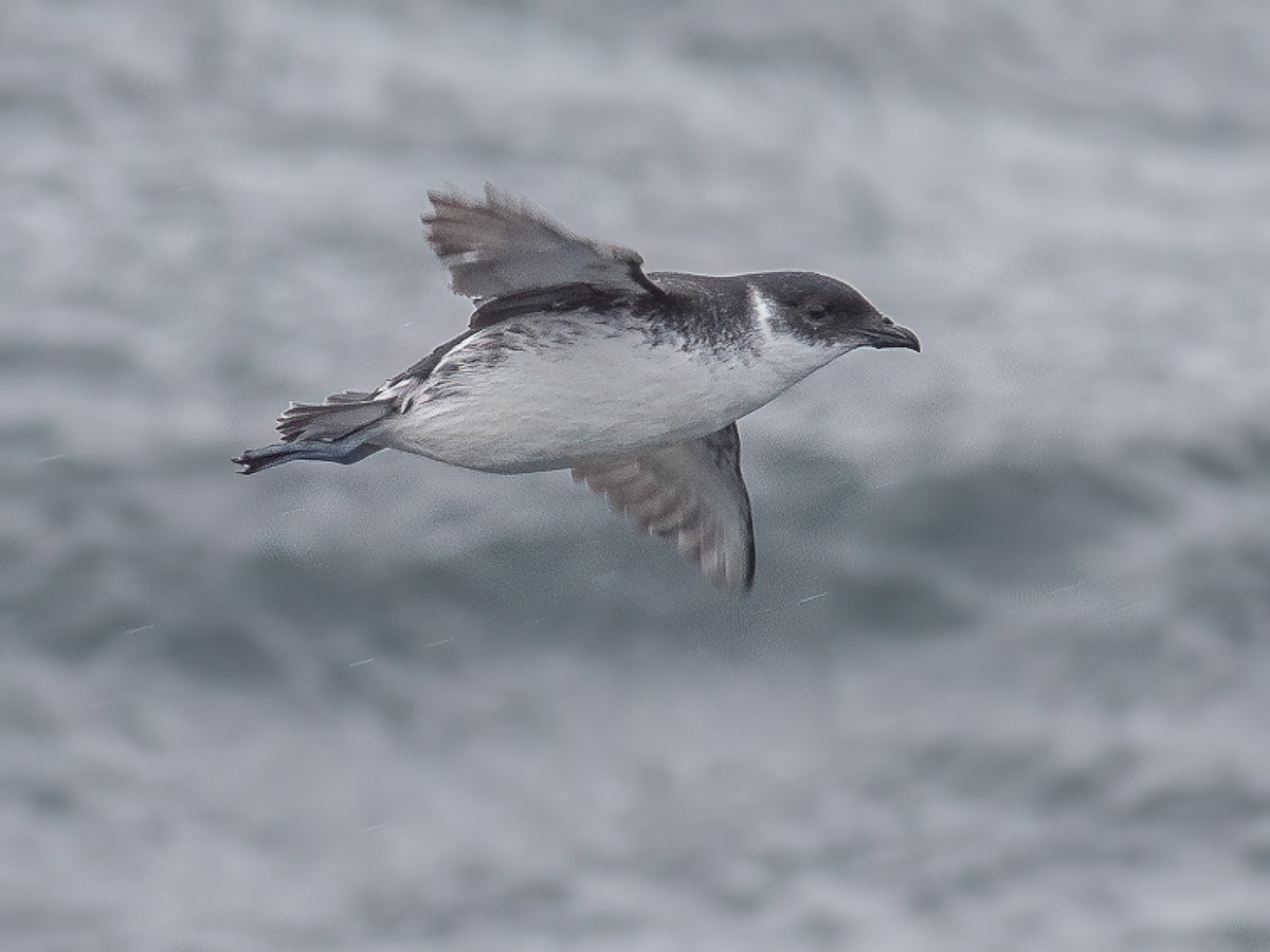 Magellanic Diving-Petrel - Pelecanoides magellani - Birds of the World