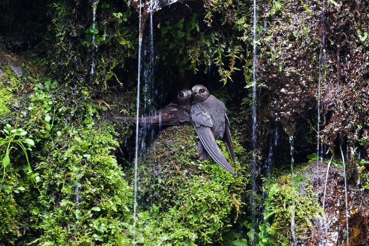 Black Swift (borealis) - eBird