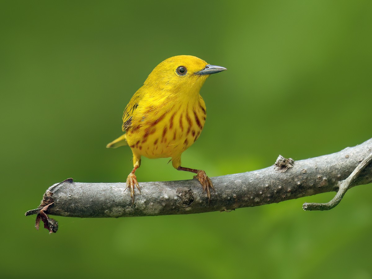 Northern Yellow Warbler - Setophaga aestiva - Birds of the World