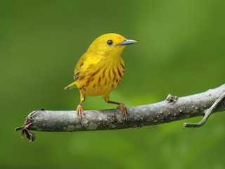 Northern Yellow Warbler - Setophaga aestiva - Birds of the World