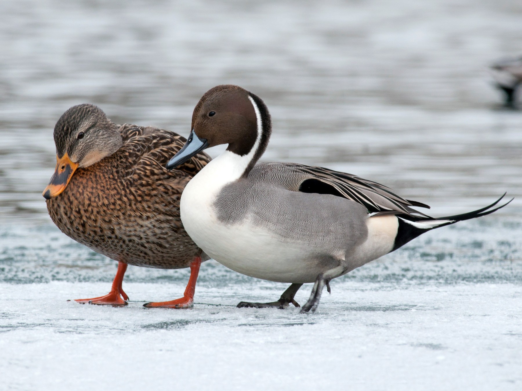 Northern Pintail - eBird