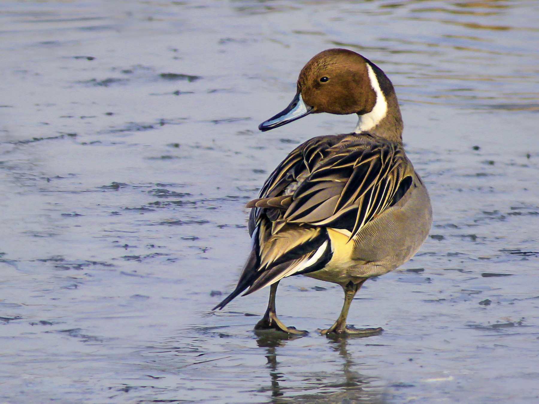 Northern Pintail - eBird