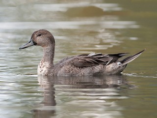 Northern Pintail - eBird
