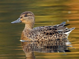 Green-winged Teal - eBird