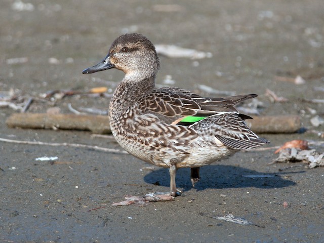 Blue Winged Teal Female