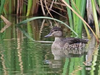 Green-winged Teal - eBird