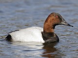 Canvasback - Abundance animation - eBird Status and Trends