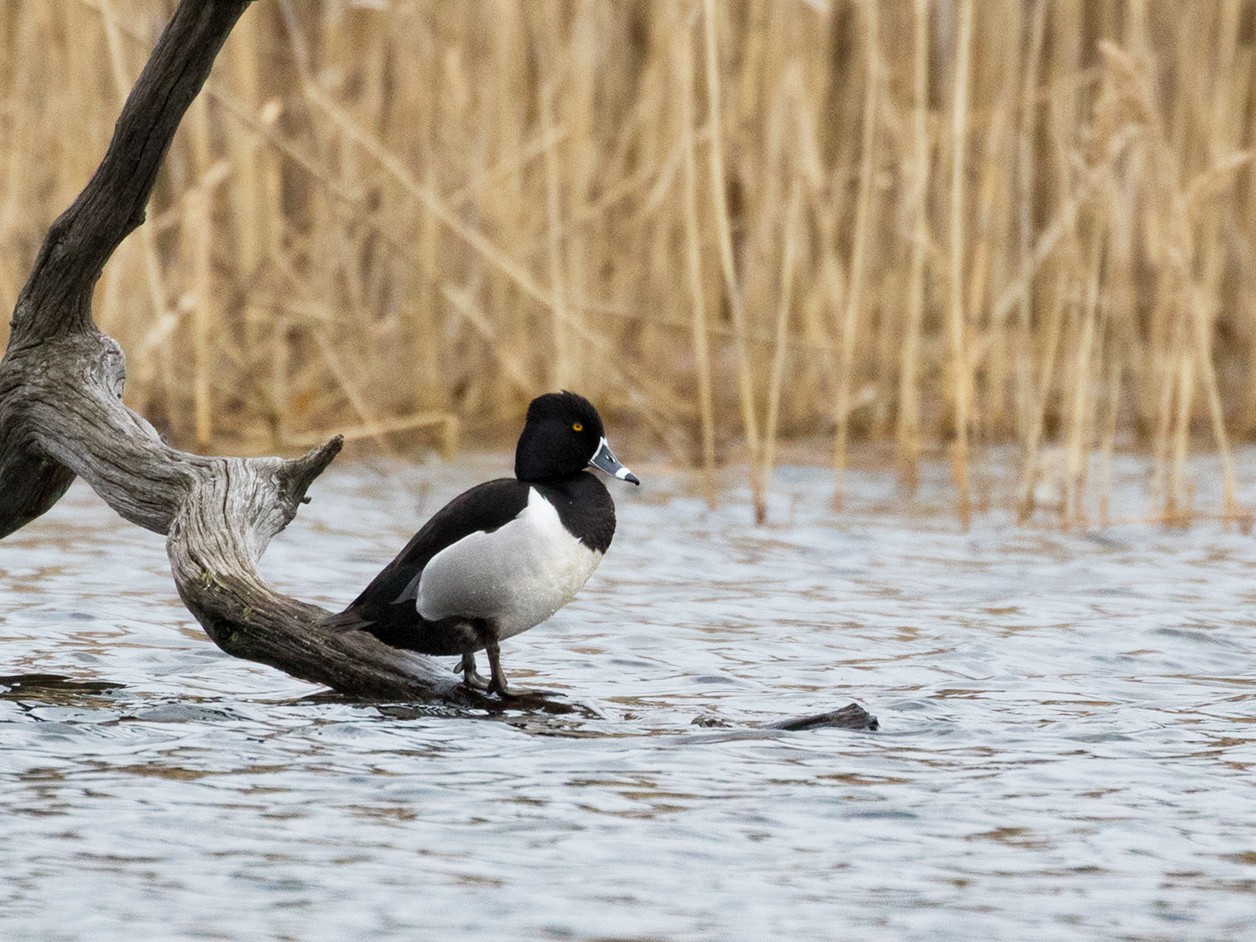 Baby Ring Necked Duck