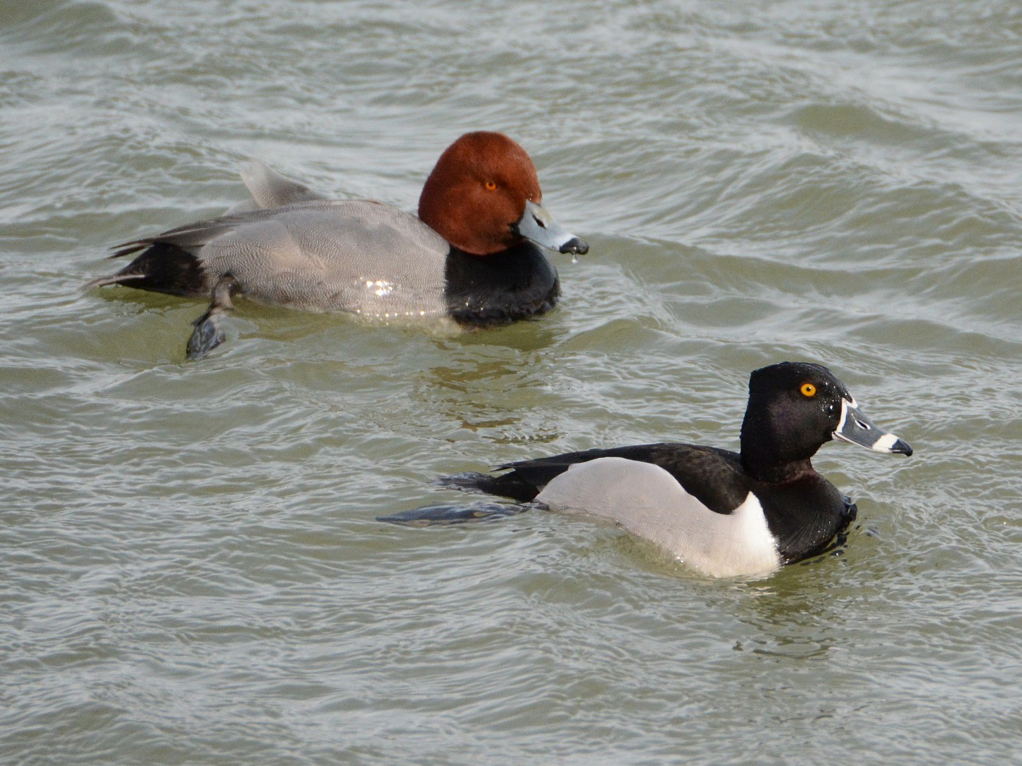 Ring-necked Duck - eBird