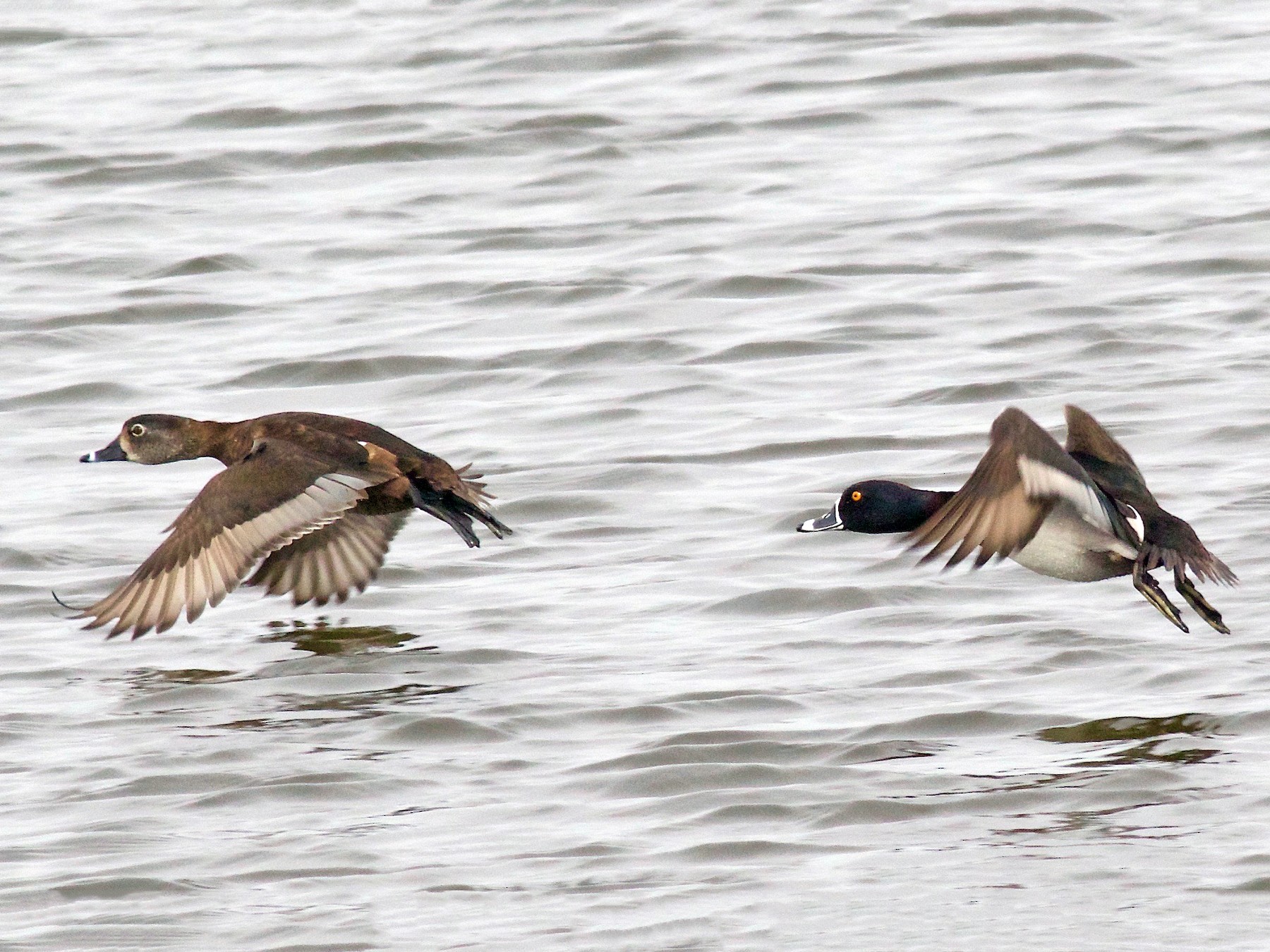 Ring-necked Duck - eBird