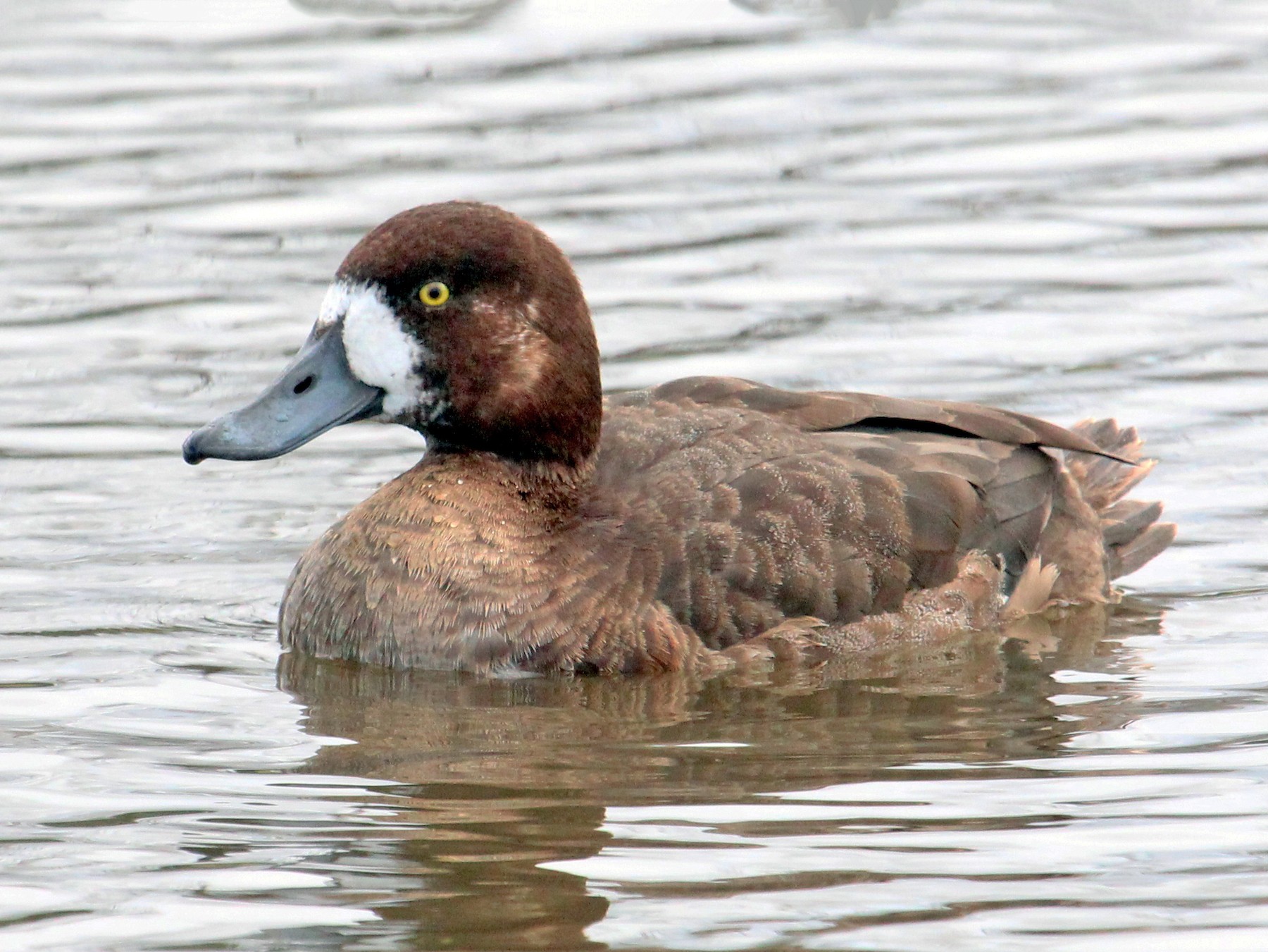 Greater Scaup - eBird