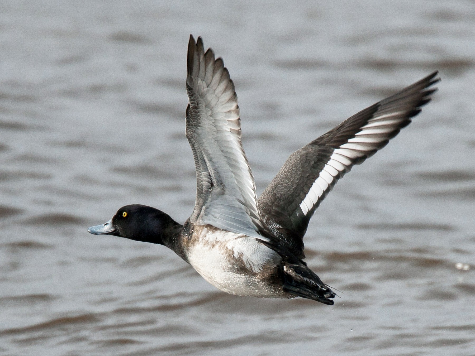 Greater Scaup - eBird