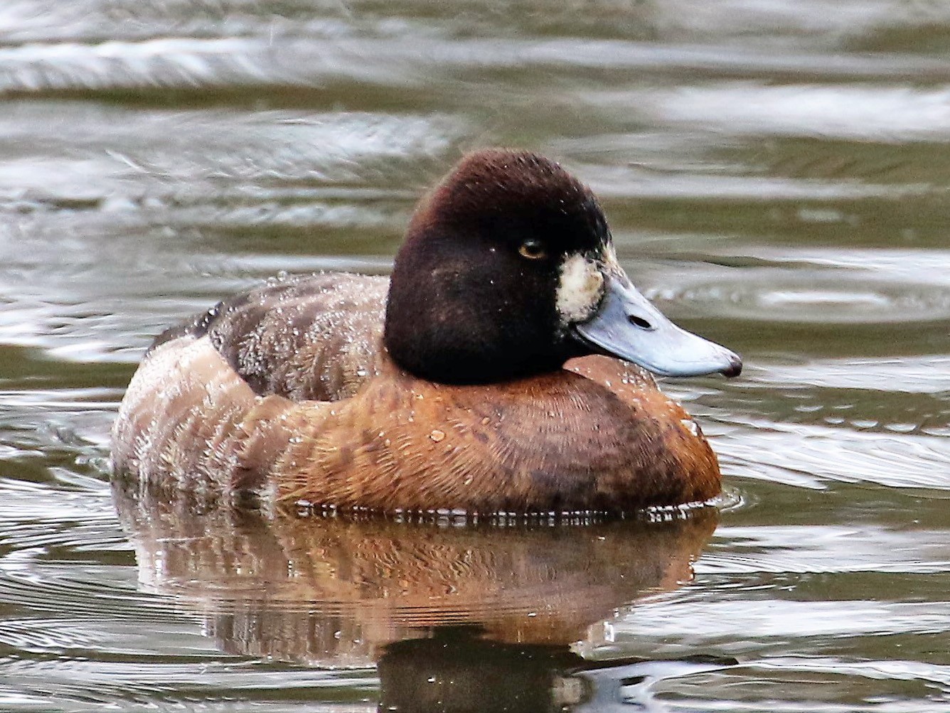 Lesser Scaup - Maryland-DC Breeding Bird Atlas