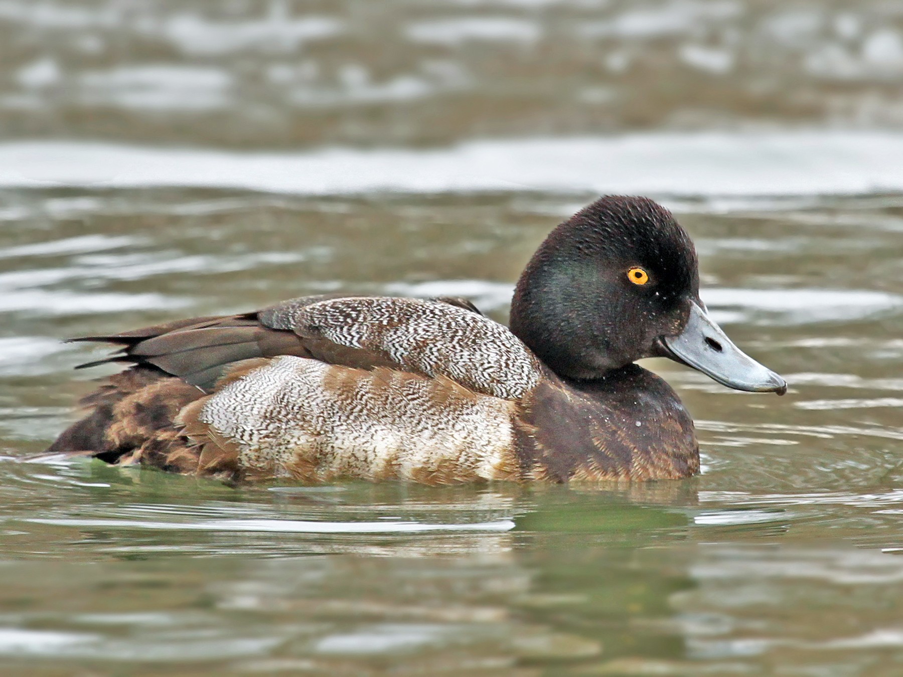 Lesser Scaup - eBird