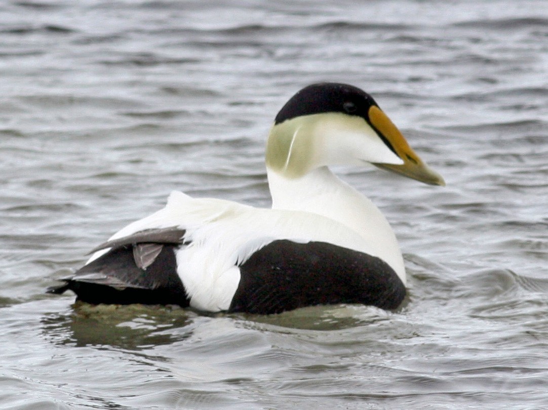 Common Eider - eBird