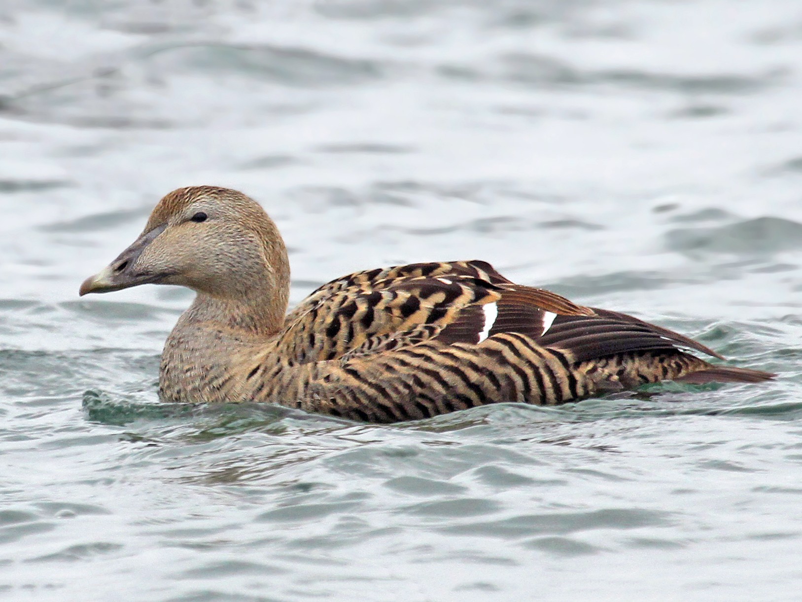 Common Eider - eBird