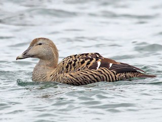 Common Eider - eBird