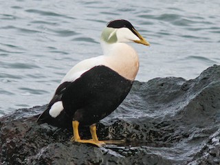 Common Eider - eBird