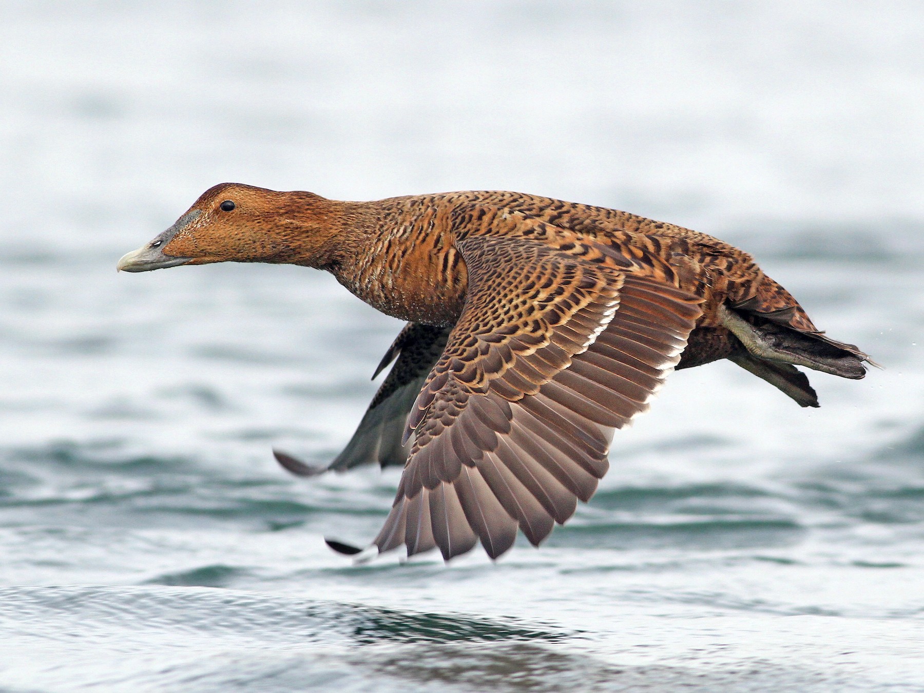 Common Eider - eBird