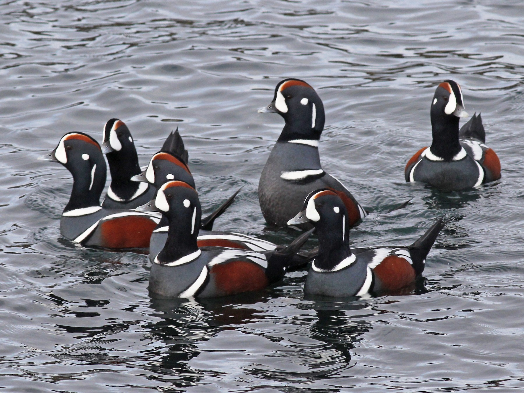 Harlequin Duck - eBird