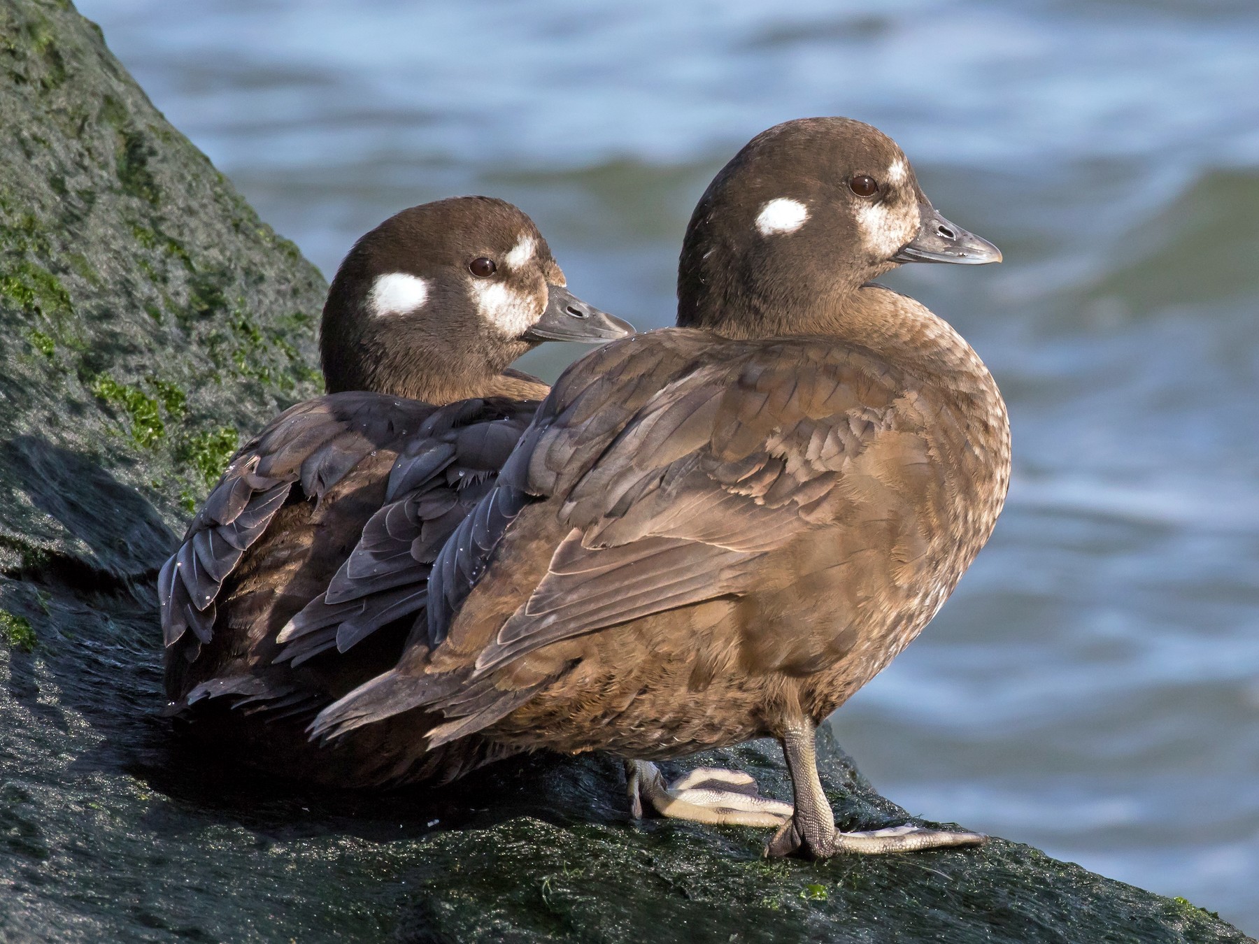 Harlequin Duck - eBird