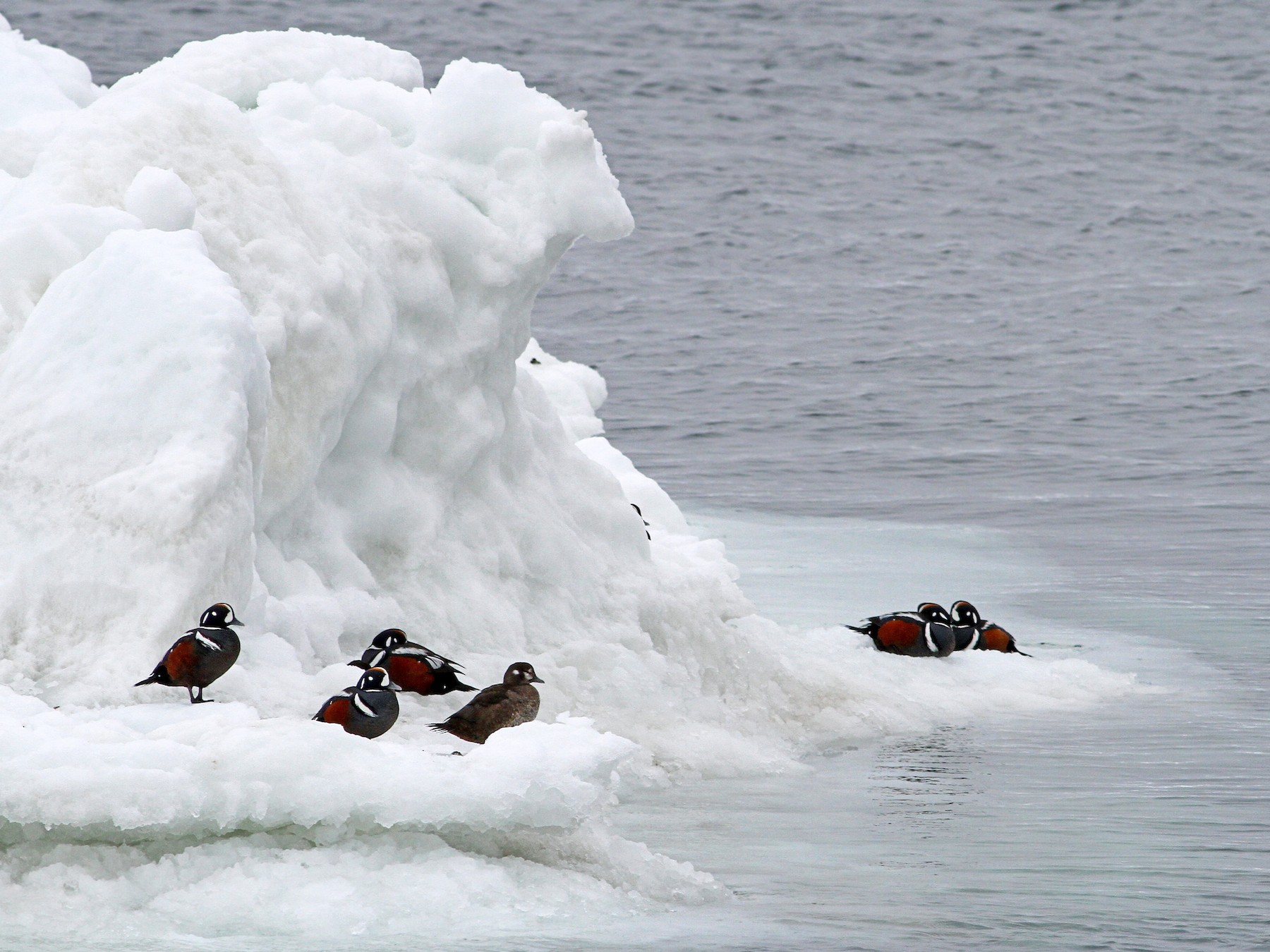 Harlequin Duck - eBird