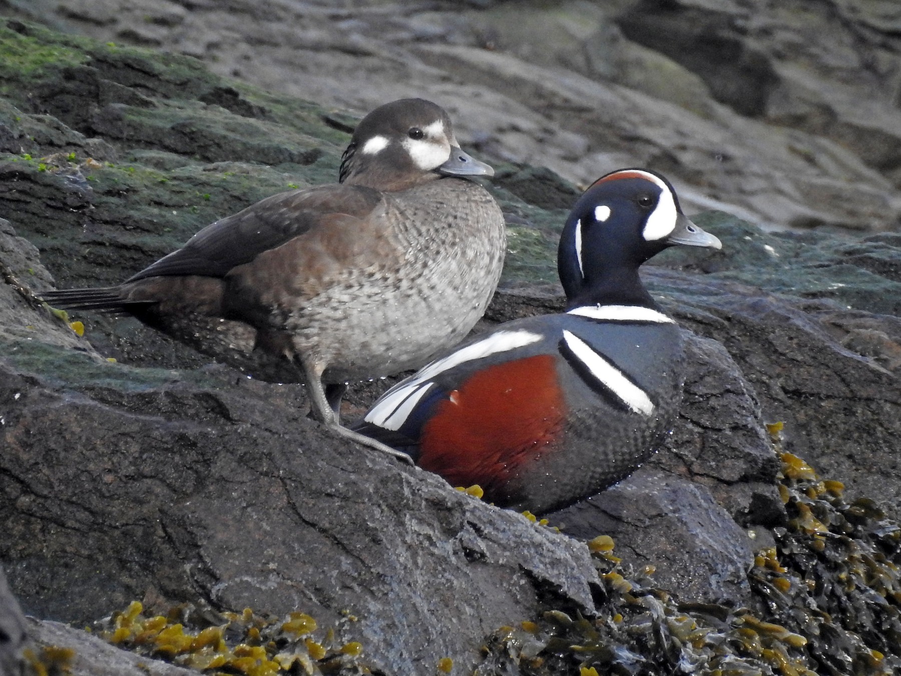 Harlequin Duck - eBird