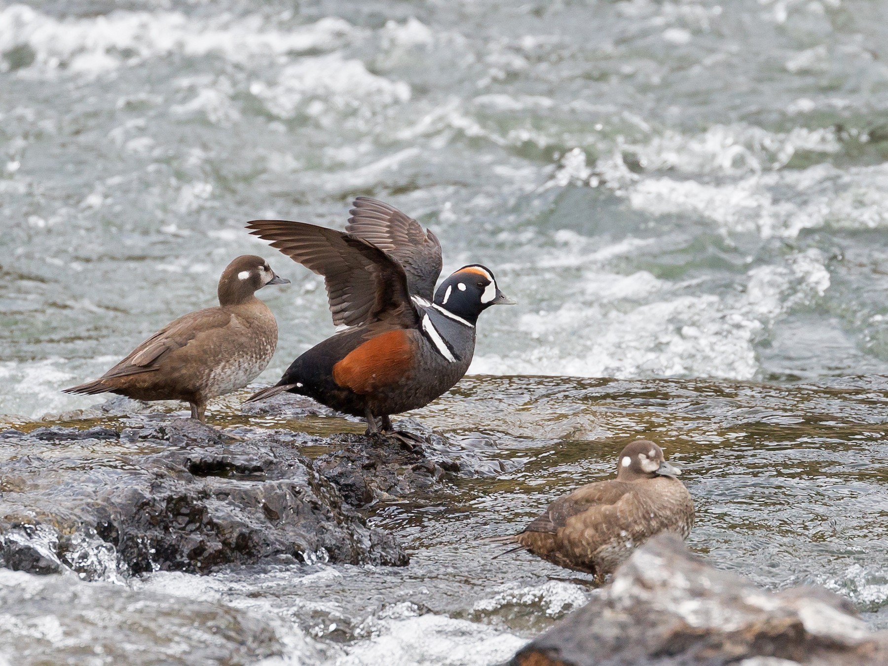 Harlequin Duck - eBird