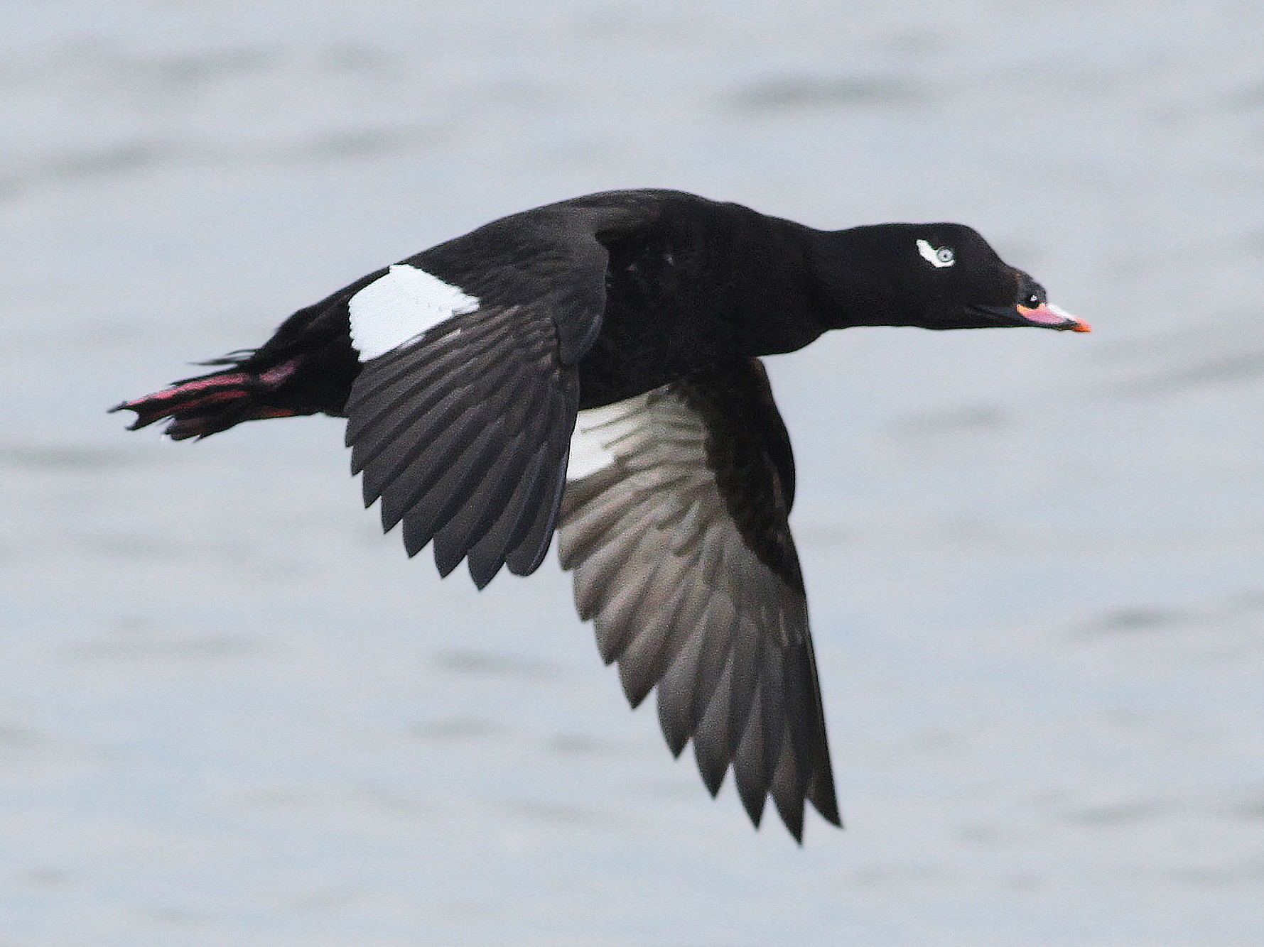 White-winged Scoter - eBird