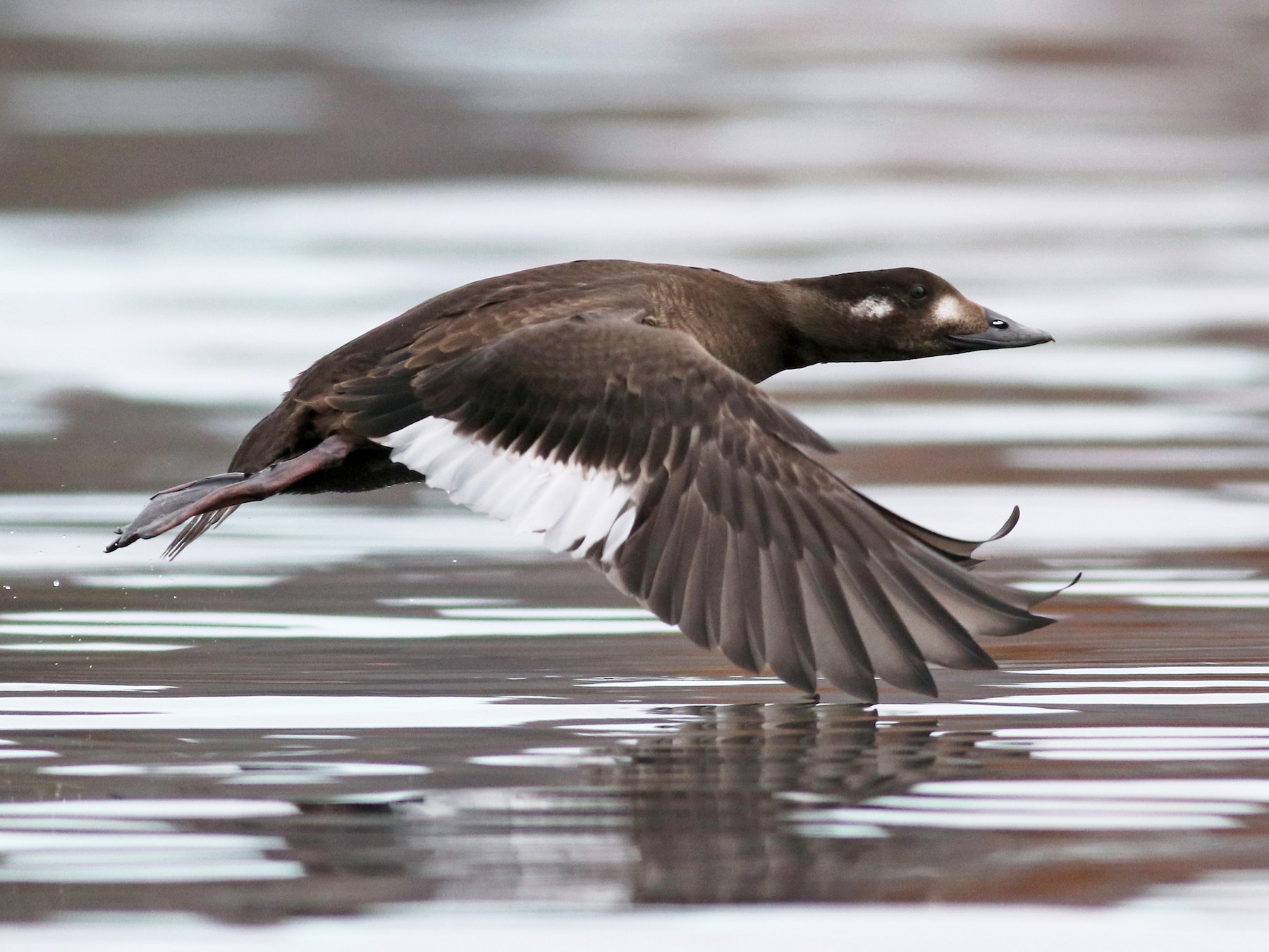 White-winged Scoter - eBird