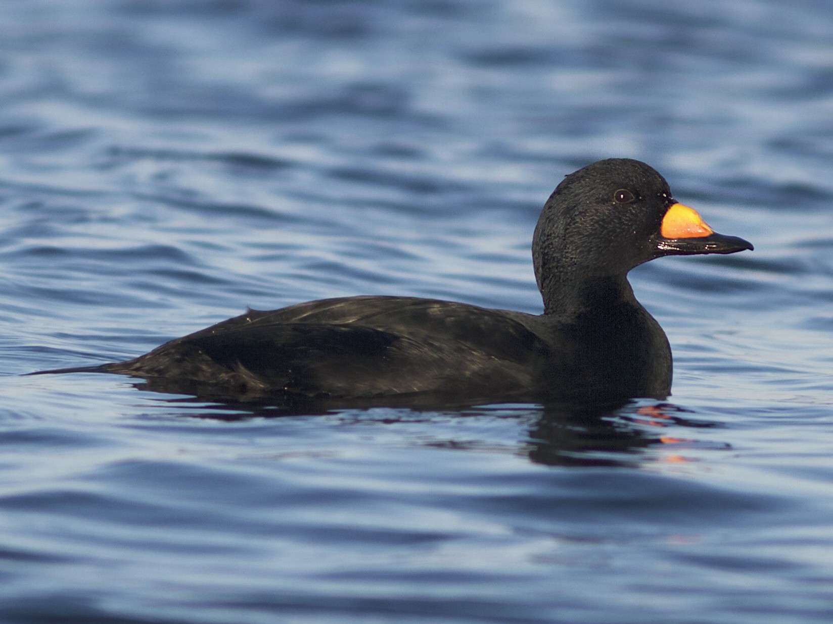 Black Scoter - eBird