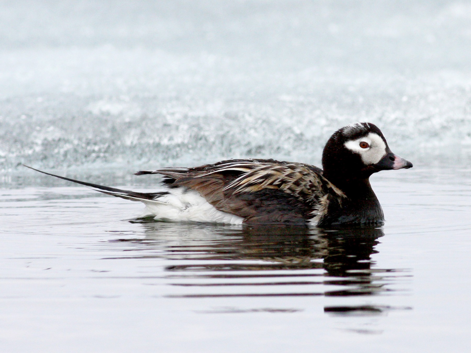Long-tailed Duck - eBird