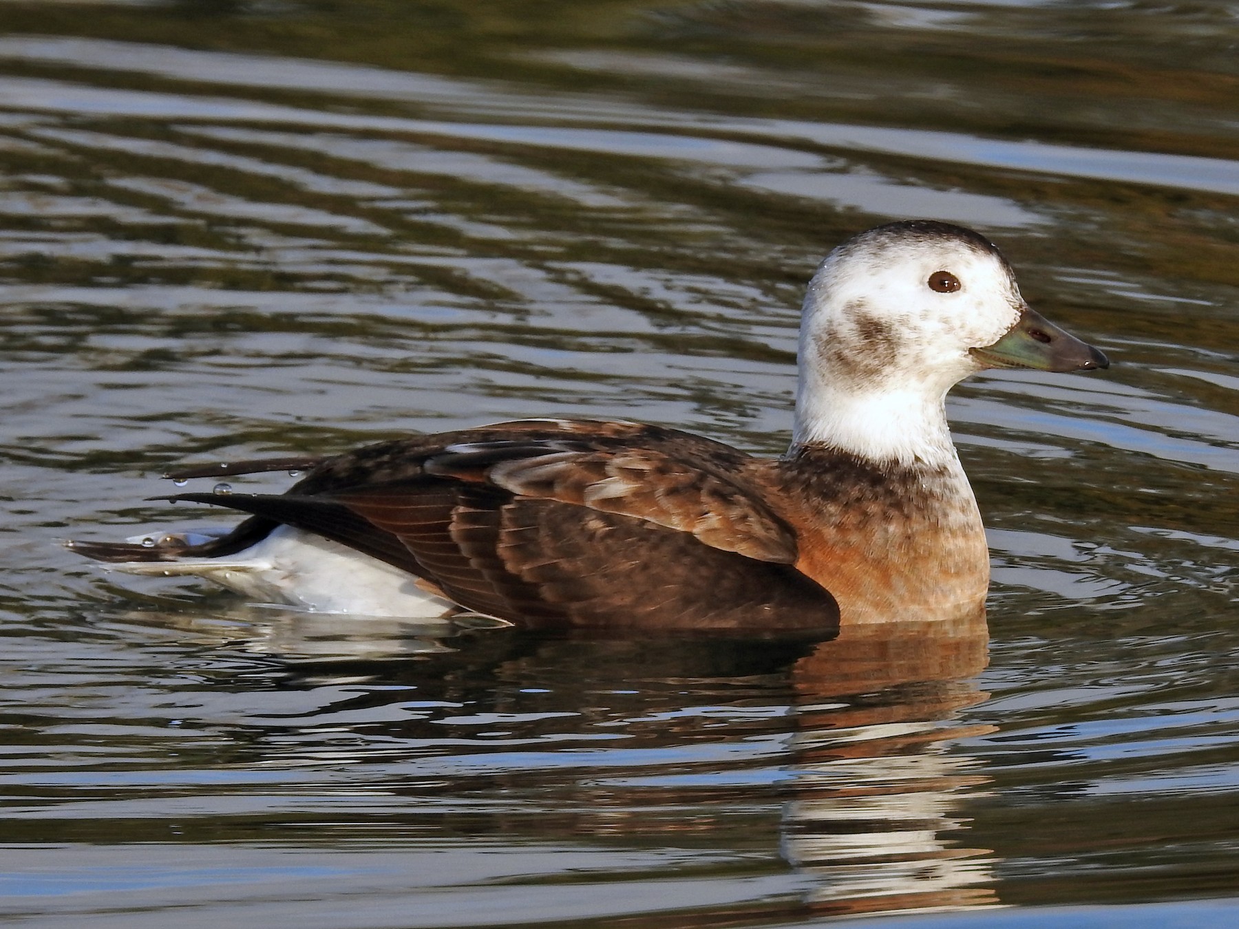 Long-tailed Duck - eBird