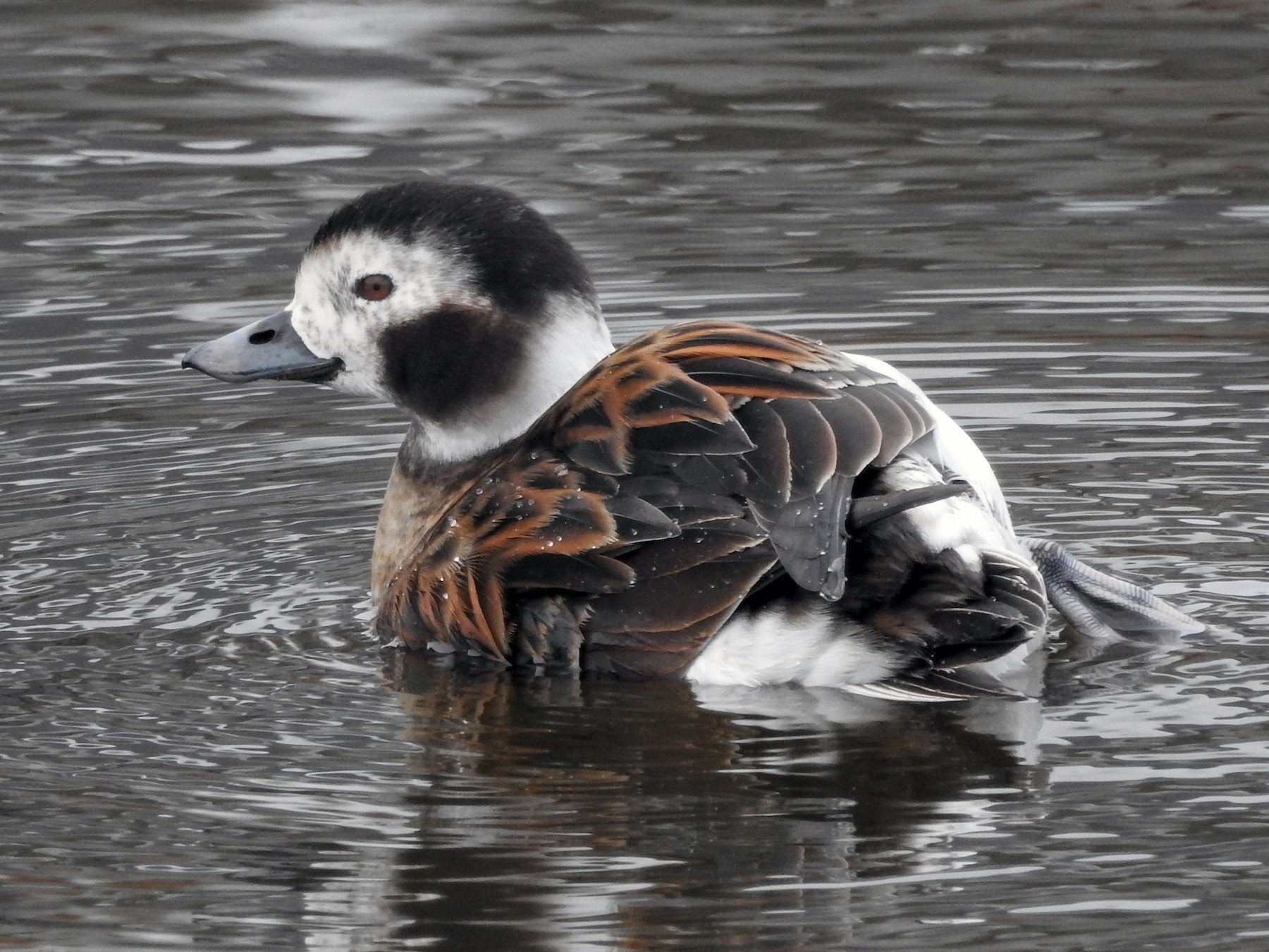Long-tailed Duck - eBird
