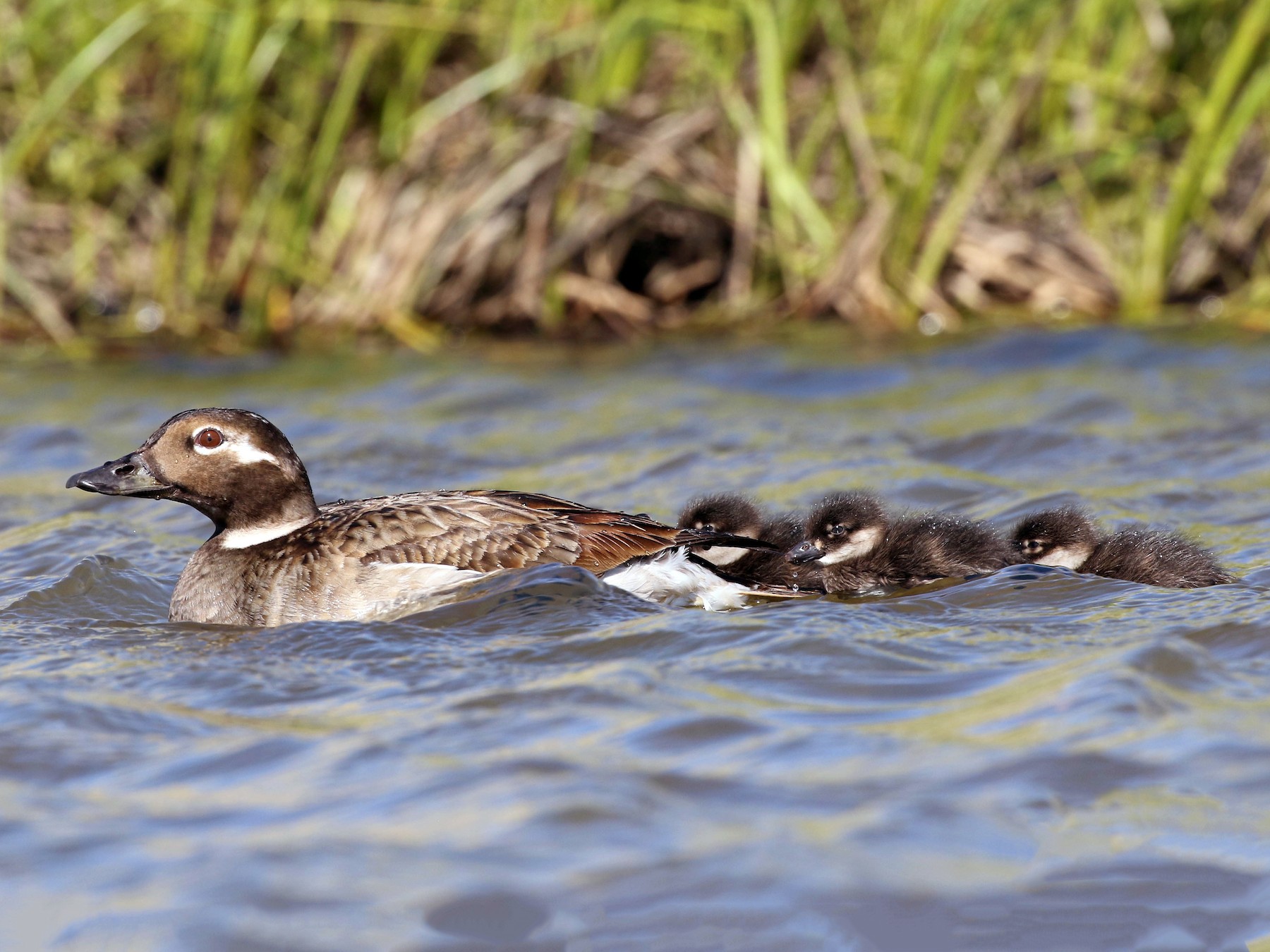 Long-tailed Duck - eBird