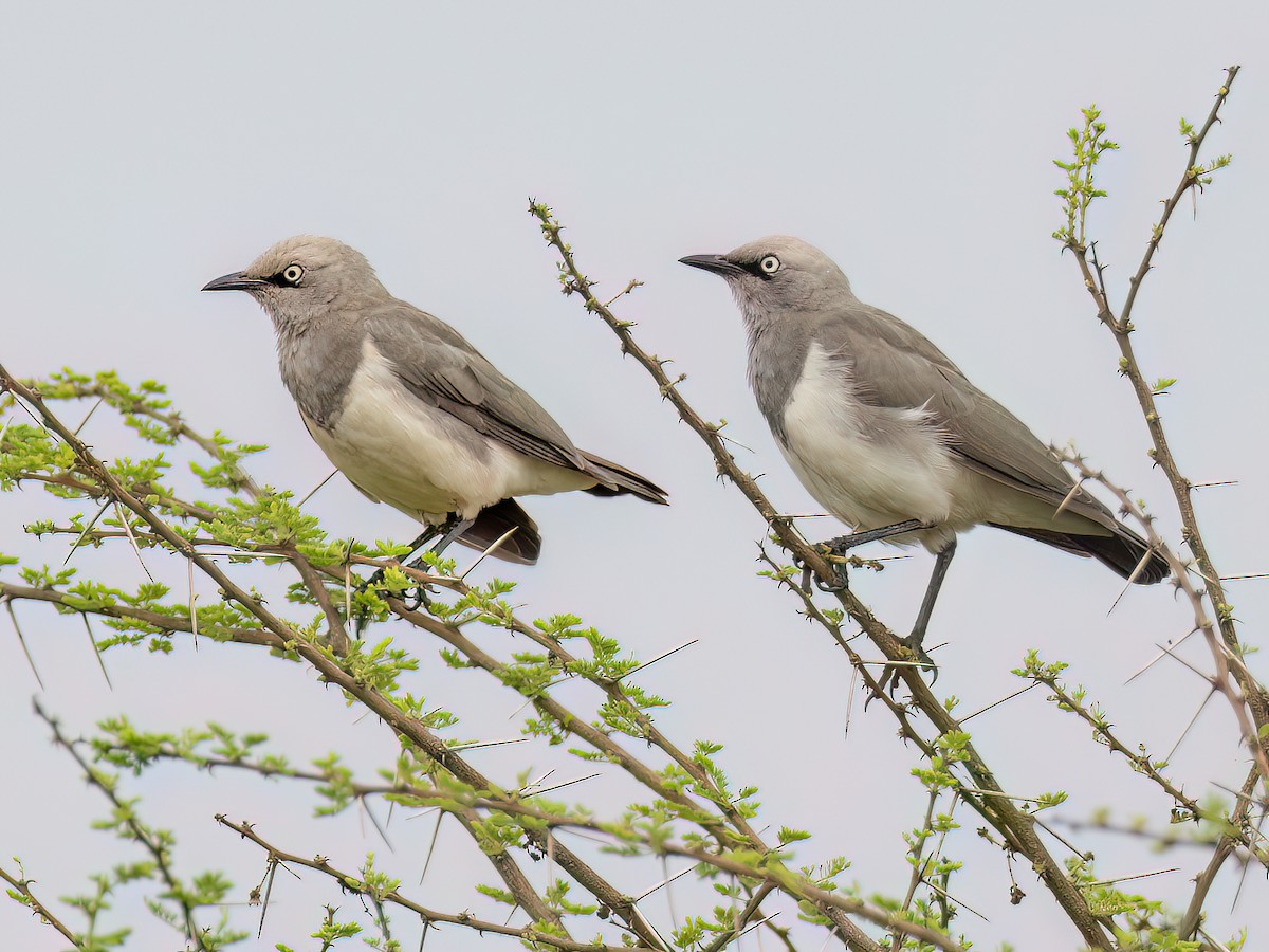 Fischer's Starling - Lamprotornis fischeri - Birds of the World