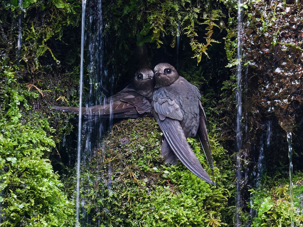 Black Swift - Cypseloides niger - Birds of the World