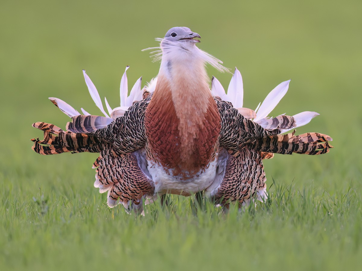 Great Bustard - Otis tarda - Birds of the World