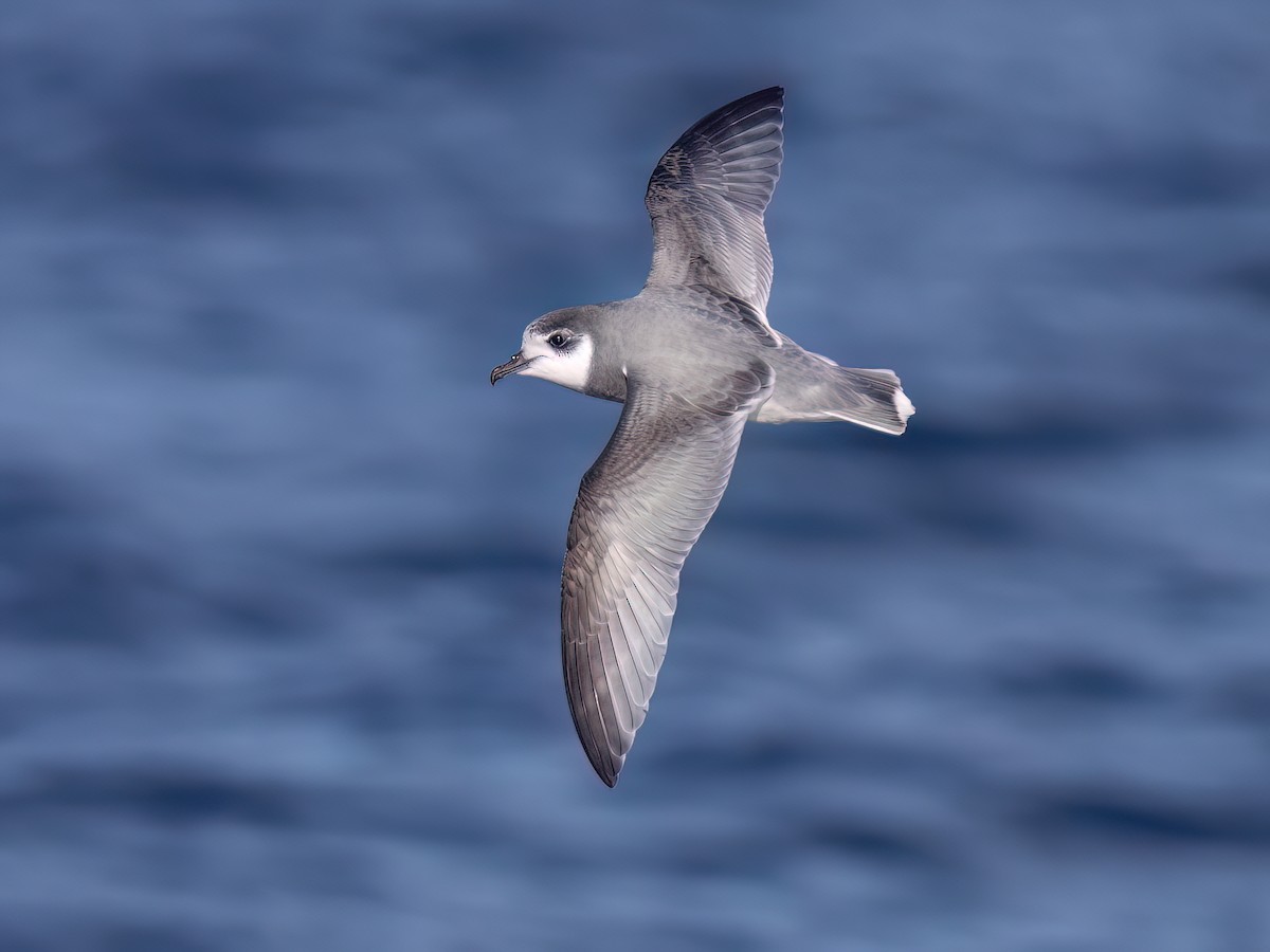 Blue Petrel - Halobaena caerulea - Birds of the World